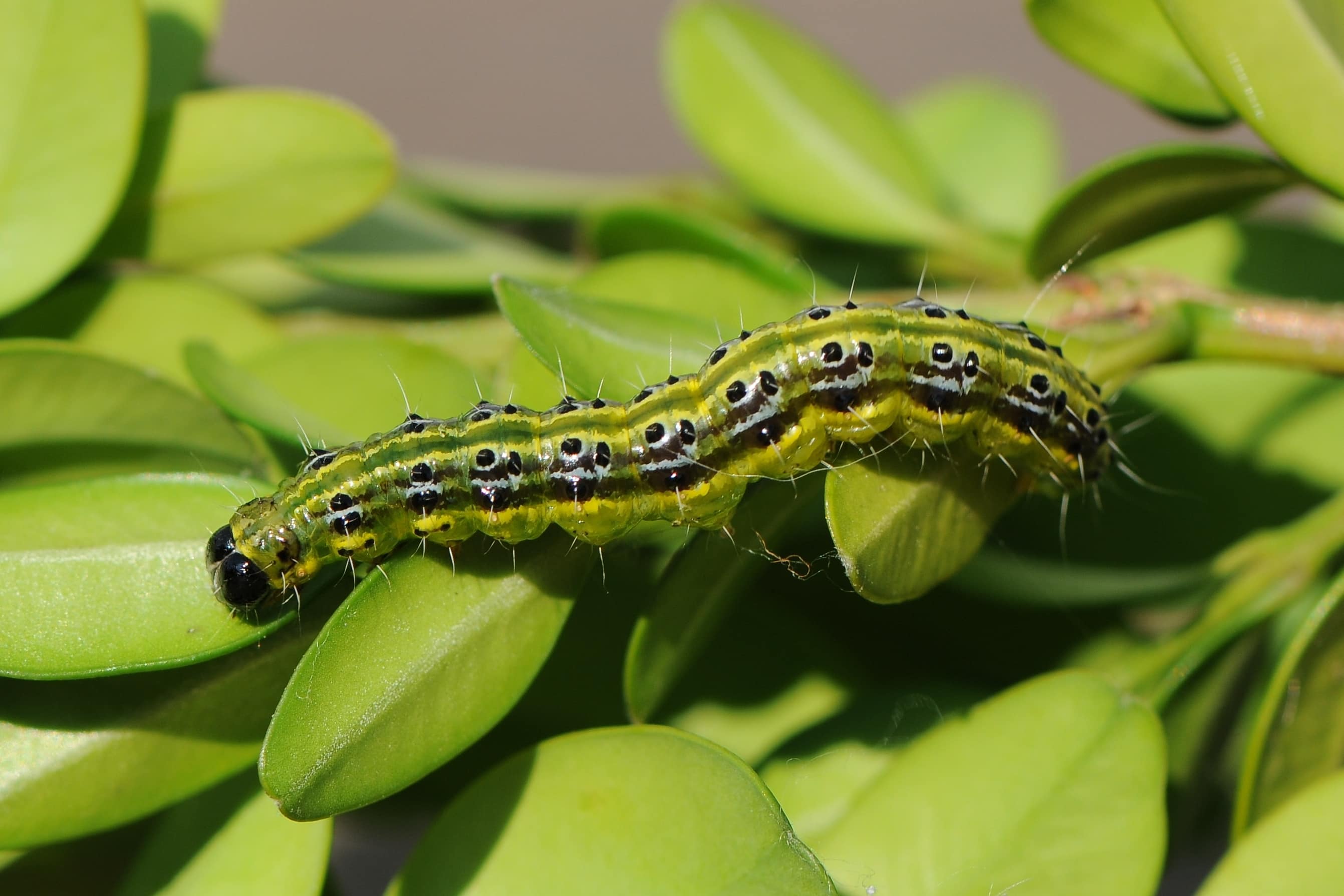 Box blight and box tree caterpillar study - can you help? - Chartered ... Box blight and box tree caterpillar study - can you help? - Chartered ...